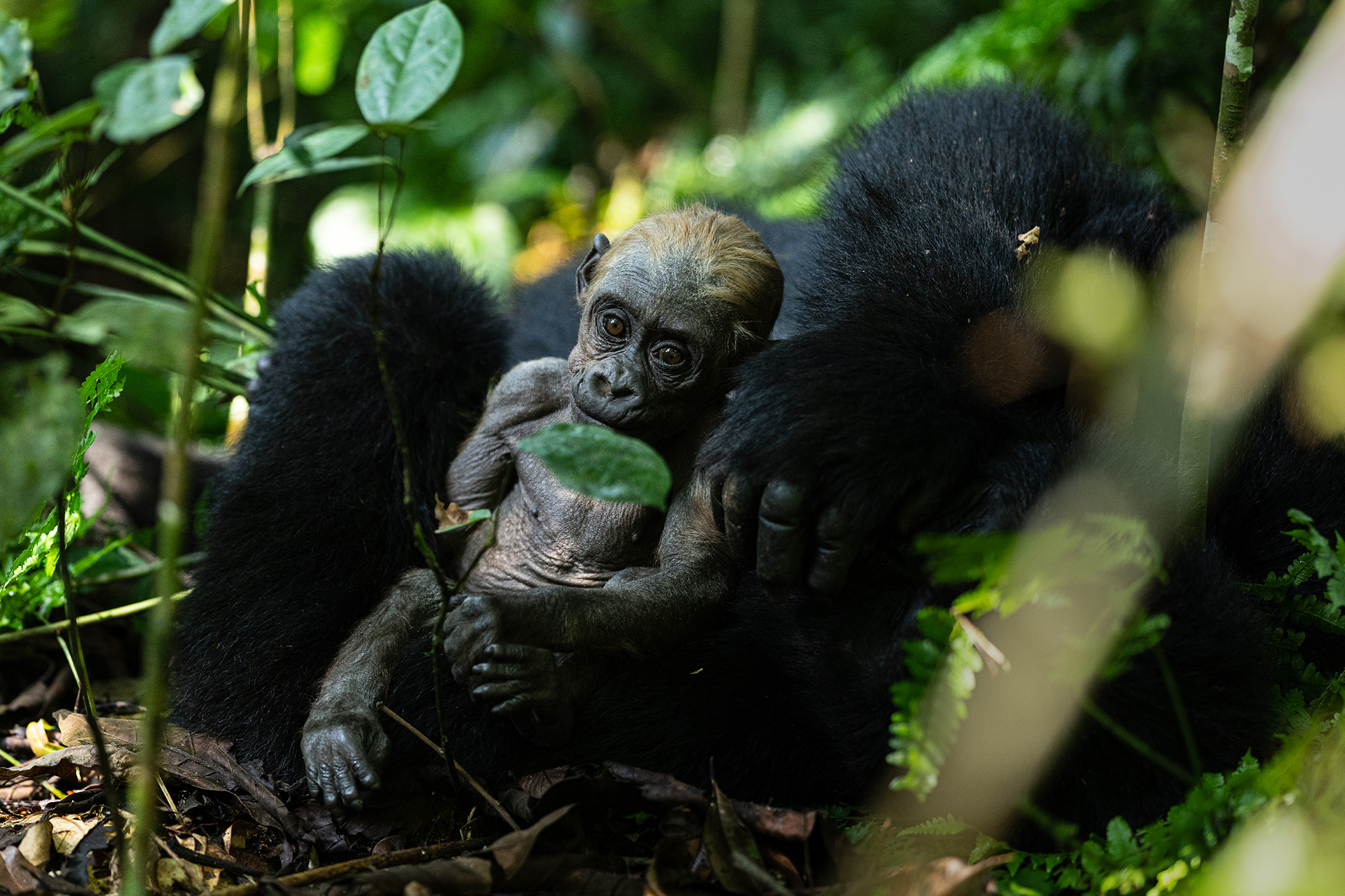 Ultimate Primates-106947 | Good Nature Travel Blog