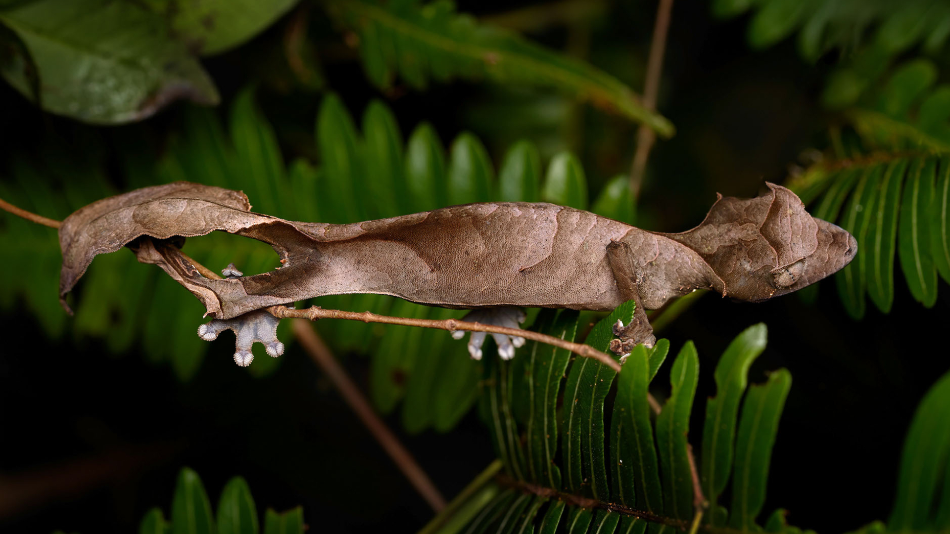 1920 blog-1 (5) | Good Nature Travel Blog