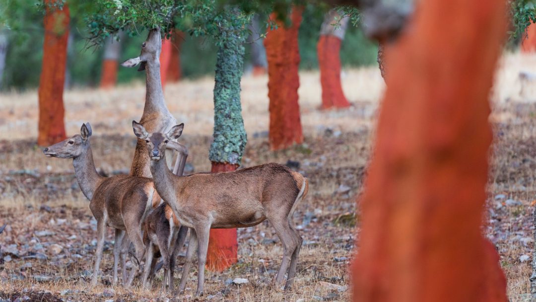 1920 blog (7) | Good Nature Travel Blog