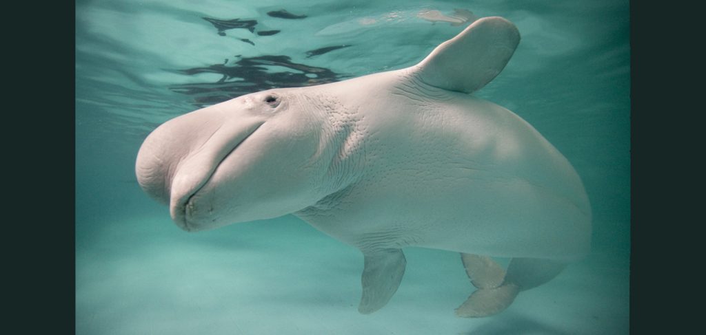 Beluga 2_Premier.gov.ru_flickr fin_Web | Good Nature Travel Blog