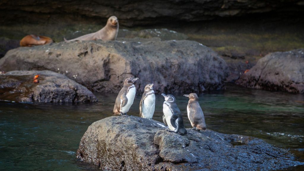 Galapagos penguins | Good Nature Travel Blog