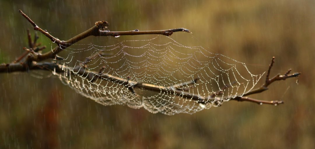 Spider Silk 7 fin_Web | Good Nature Travel Blog