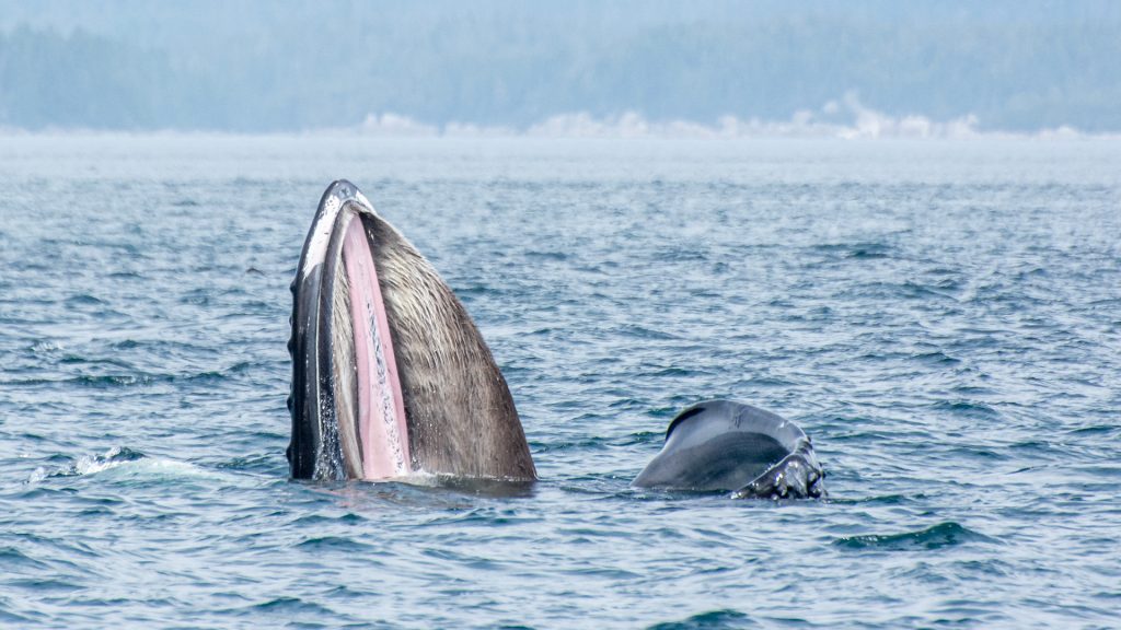 Trap Feeding | Good Nature Travel Blog