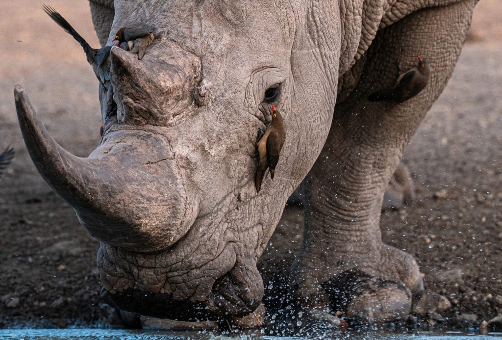 oxpeckers-rhino | Good Nature Travel Blog