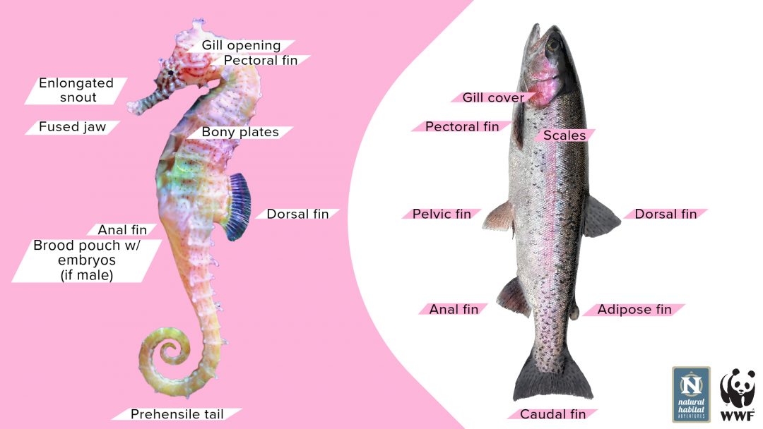seahorse diagram-2 | Good Nature Travel Blog