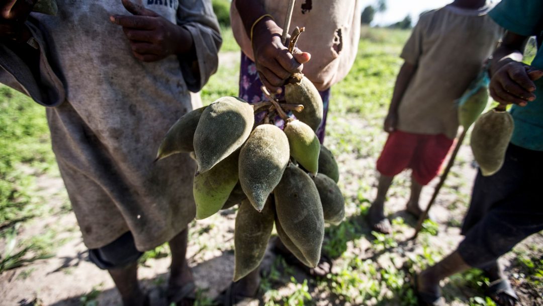 Baobab Tree Fruit | Good Nature Travel Blog
