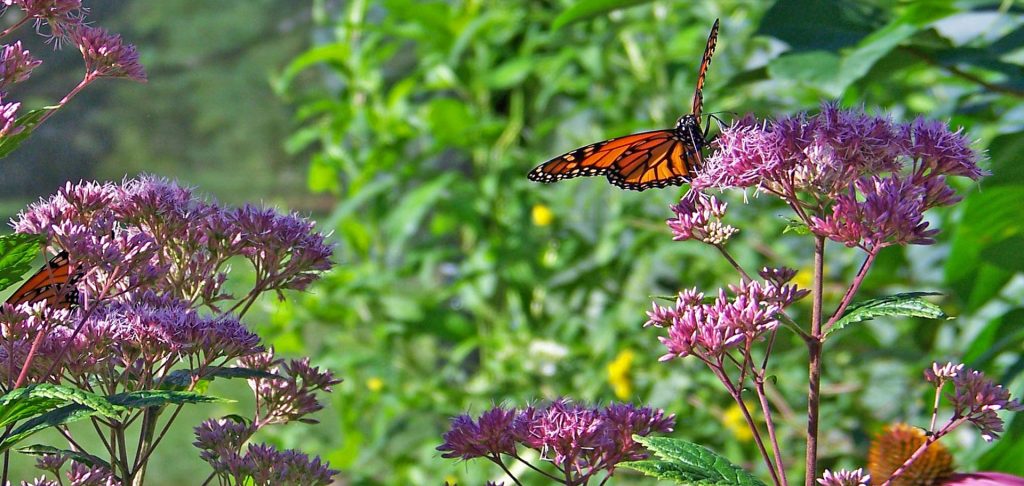 Milkweed 6 fin_Web | Good Nature Travel Blog