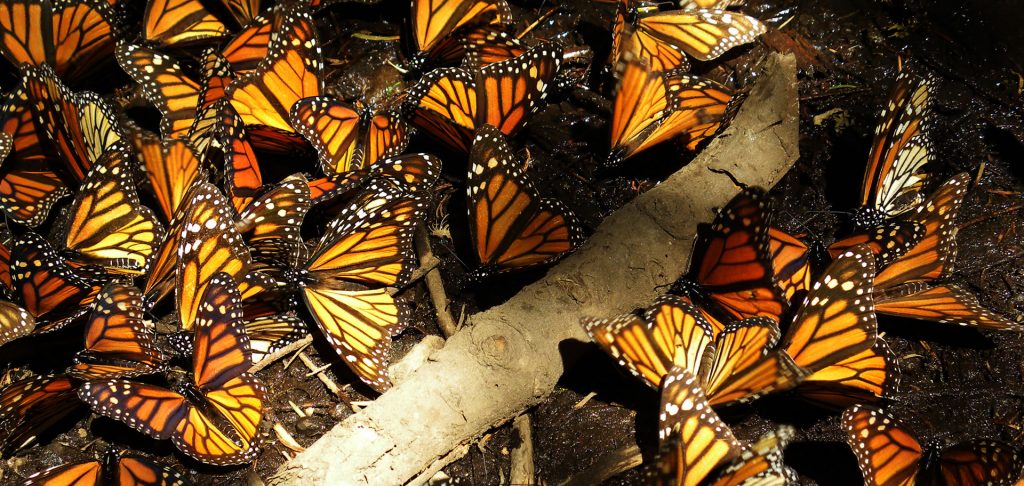 Monarchs 3_Fernando Romo fin_Web | Good Nature Travel Blog