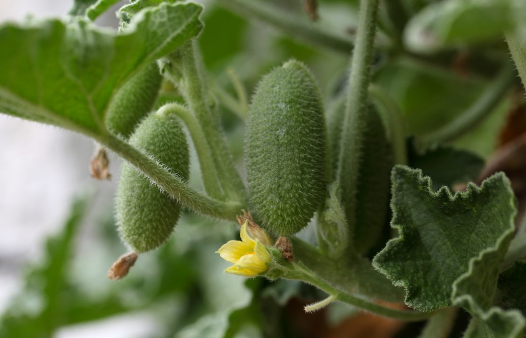 Fruits,Of,A,Squirting,Cucumber,(ecballium,Elaterium) | Good Nature ...