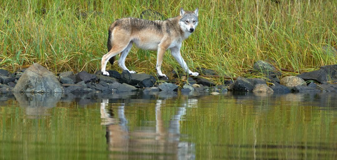 Coastal-Wolf_BC-Canada-3_Stan_AdobeStock-fin_Web | Good Nature Travel Blog