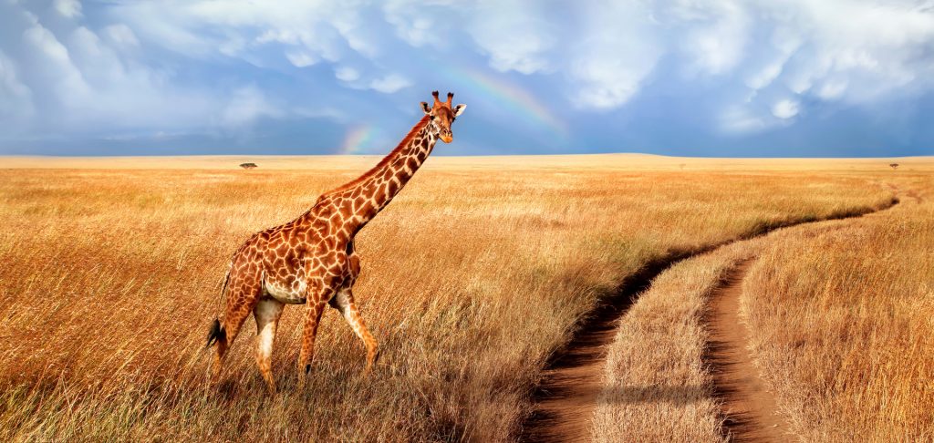 Giraffe_Delbars_Shutterstock-fin_Web | Good Nature Travel Blog