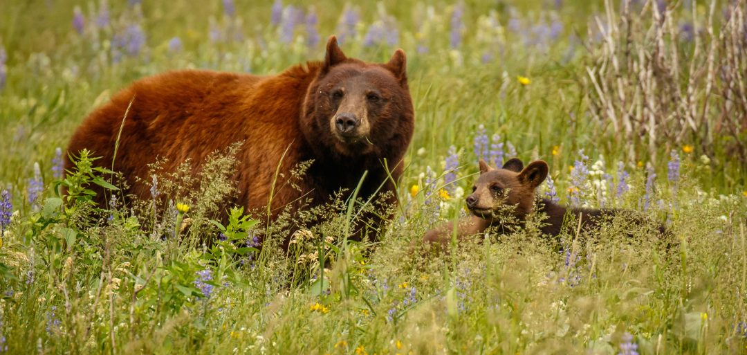 Info-rich-bear_Web | Good Nature Travel Blog