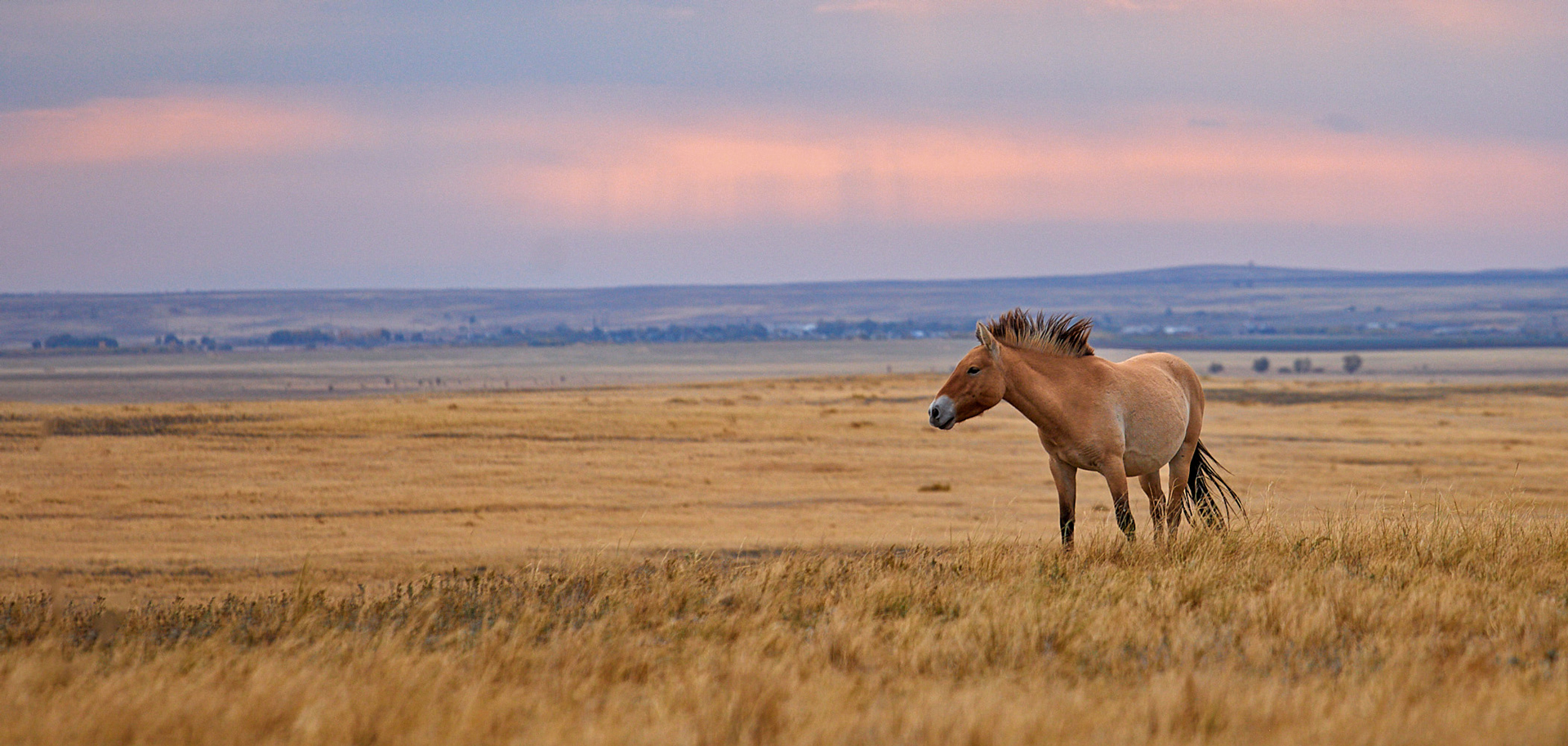 Introverted Animals May Be the Most Innovative