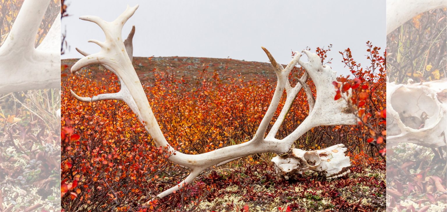 Antlers_Frank_AdobeStock_fin_Web | Good Nature Travel Blog