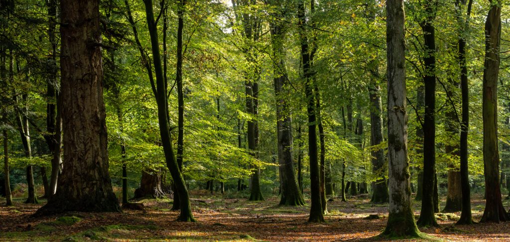 Forest_DRPL_AdobeStock_fin_Web | Good Nature Travel Blog