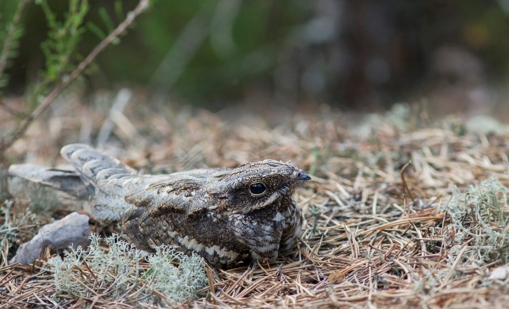 Common Poorwill | Good Nature Travel Blog