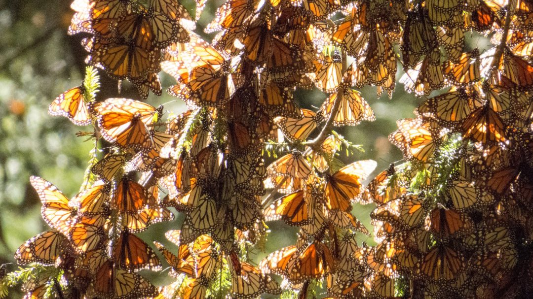 Monarch Butterflies | Good Nature Travel Blog