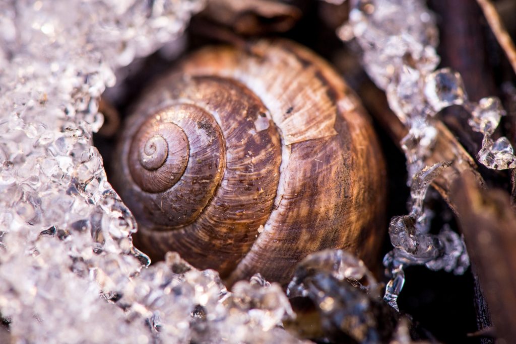 Snail | Good Nature Travel Blog