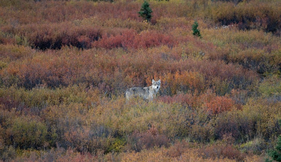 Gray Wolf, Denali National Park, Alaska | Good Nature Travel Blog