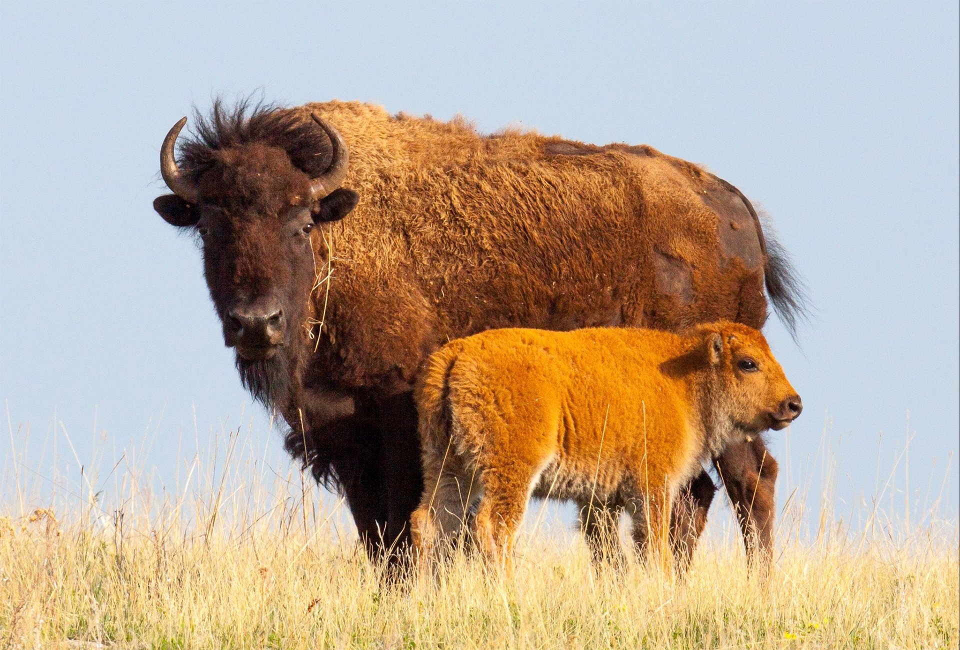 bison-mom-baby | Good Nature Travel Blog