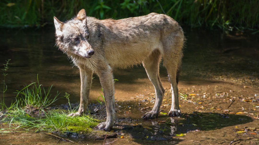 Coastal grey wolf | Good Nature Travel Blog