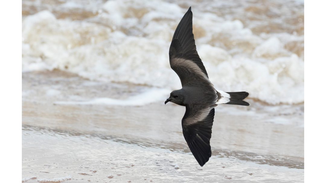 Leach’s Storm Petrel, Hydrobates leucorhous | Good Nature Travel Blog