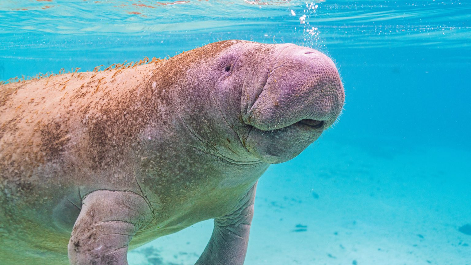 Closeup of cute manatee face swimming through clear blue water i | Good ...