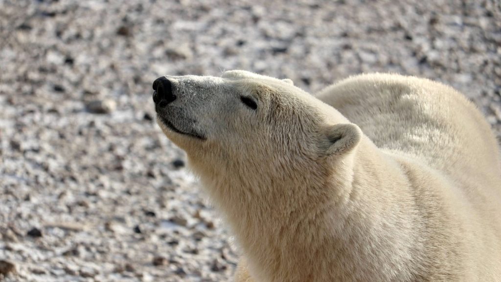 Polar bear looking up | Good Nature Travel Blog
