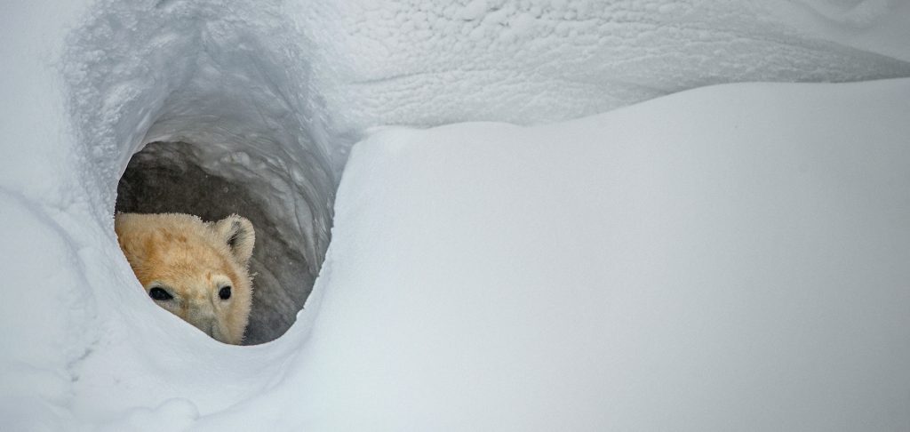 Polar Bear Den_Uryadnikov-Sergey_AdobeStock-fin_Web | Good Nature ...